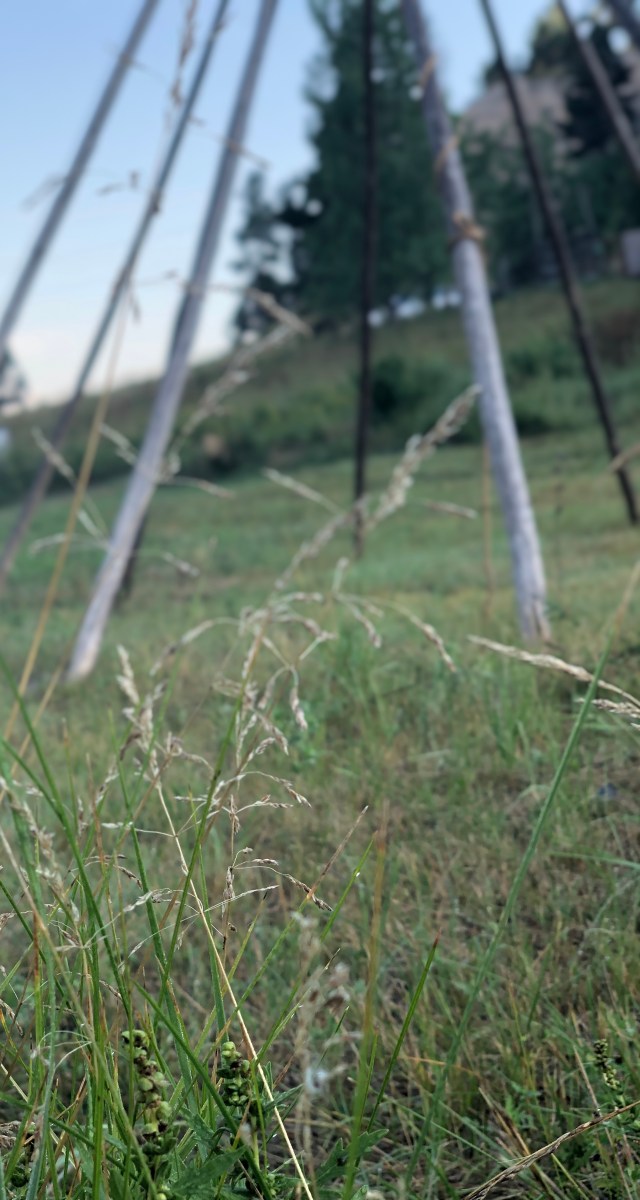 Indigenous Storytelling – Numunu Family Tree